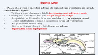 Prawn digestive system,parts of Alimentary canal,structure of hastate ...