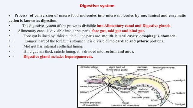 Prawn digestive system,parts of Alimentary canal,structure of hastate ...