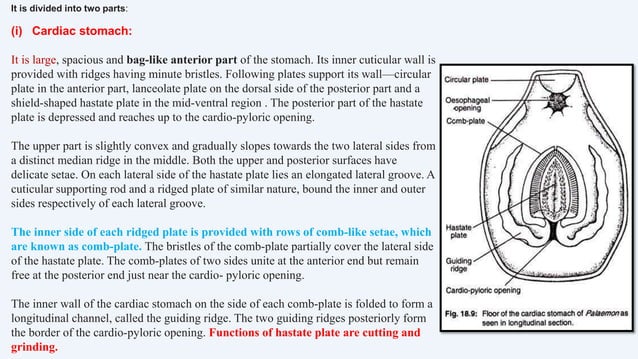 Prawn digestive system,parts of Alimentary canal,structure of hastate ...