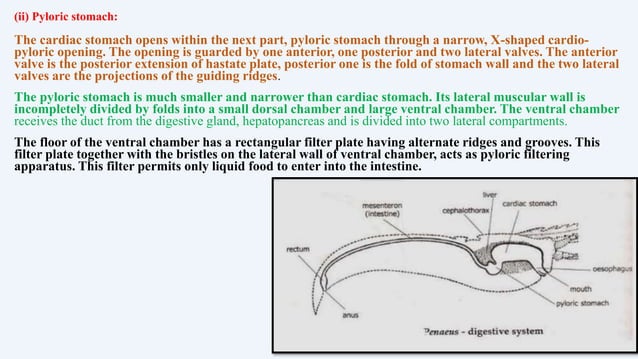 Prawn digestive system,parts of Alimentary canal,structure of hastate ...