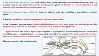 Prawn digestive system,parts of Alimentary canal,structure of hastate ...
