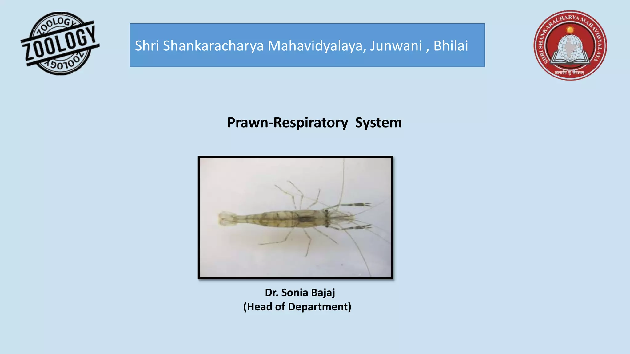 Prawn respiratory system,Types of gills,structure of gill plates ...