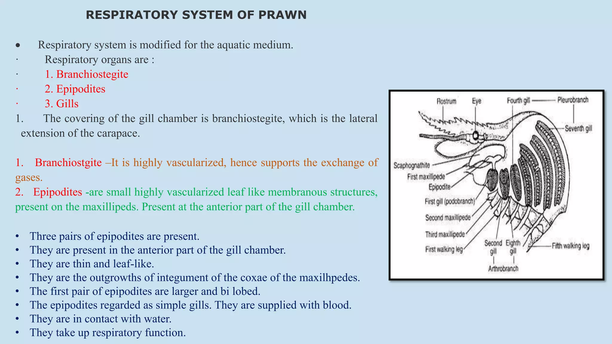 Prawn respiratory system,Types of gills,structure of gill plates ...