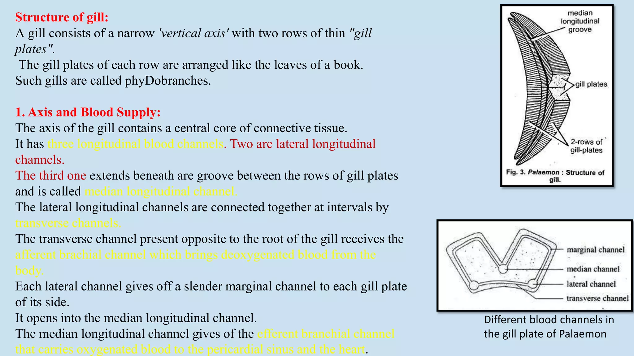 Prawn respiratory system,Types of gills,structure of gill plates ...