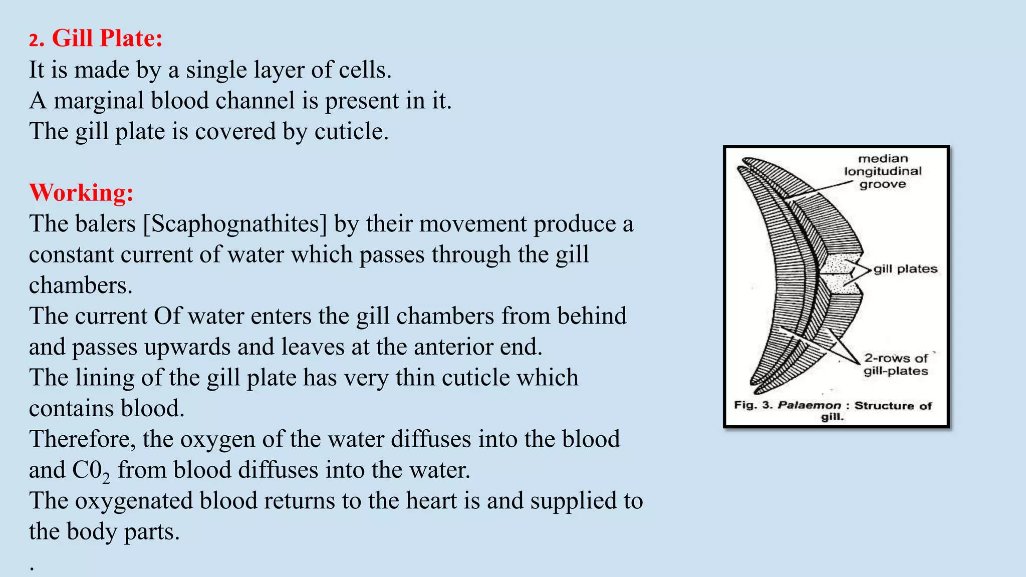 Prawn respiratory system,Types of gills,structure of gill plates ...