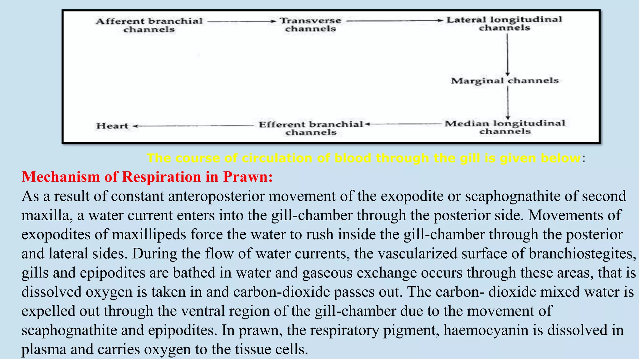 Prawn respiratory system,Types of gills,structure of gill plates ...