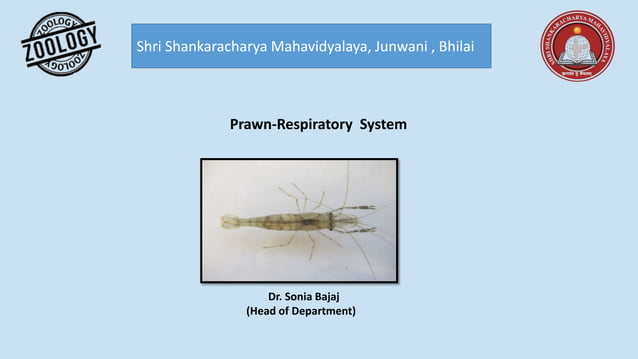 Prawn respiratory system,Types of gills,structure of gill plates ...