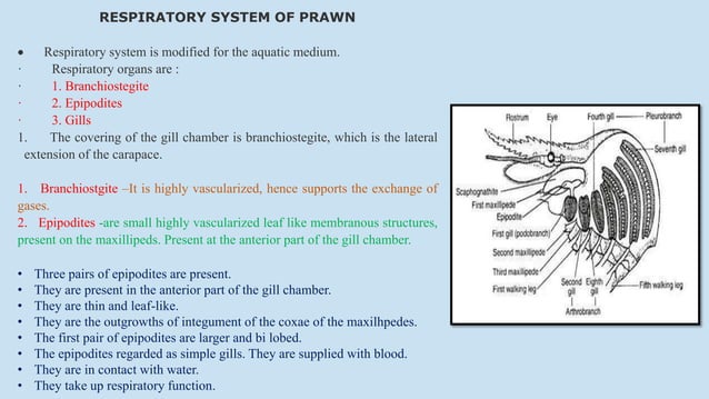 Prawn respiratory system,Types of gills,structure of gill plates ...