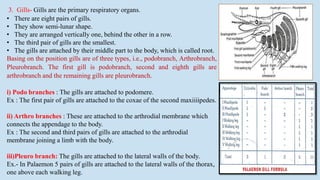 Prawn respiratory system,Types of gills,structure of gill plates ...