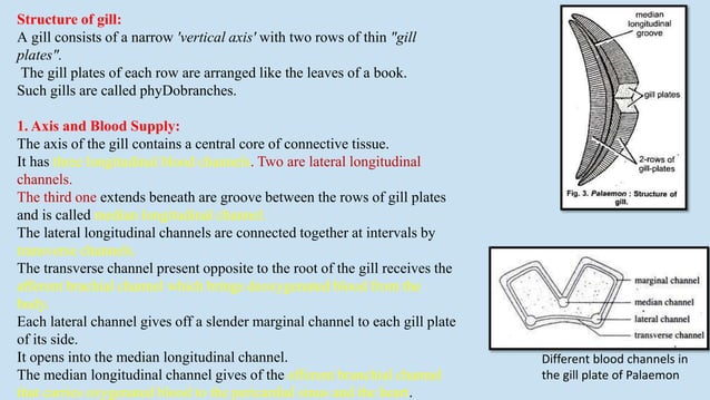 Prawn respiratory system,Types of gills,structure of gill plates ...