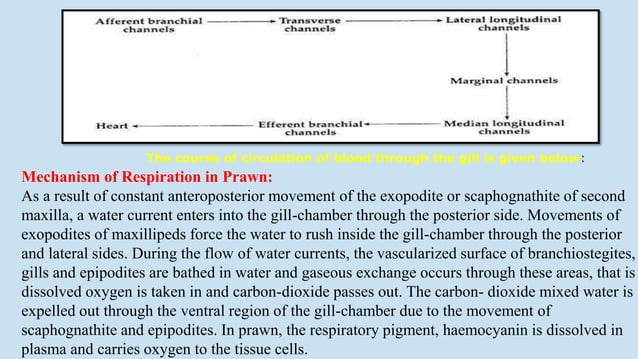 Prawn respiratory system,Types of gills,structure of gill plates ...