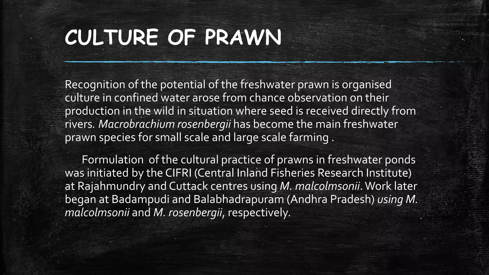 Prawn culture | PPTX