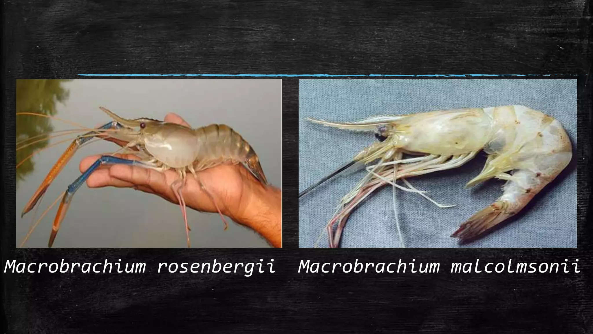 Prawn culture | PPTX