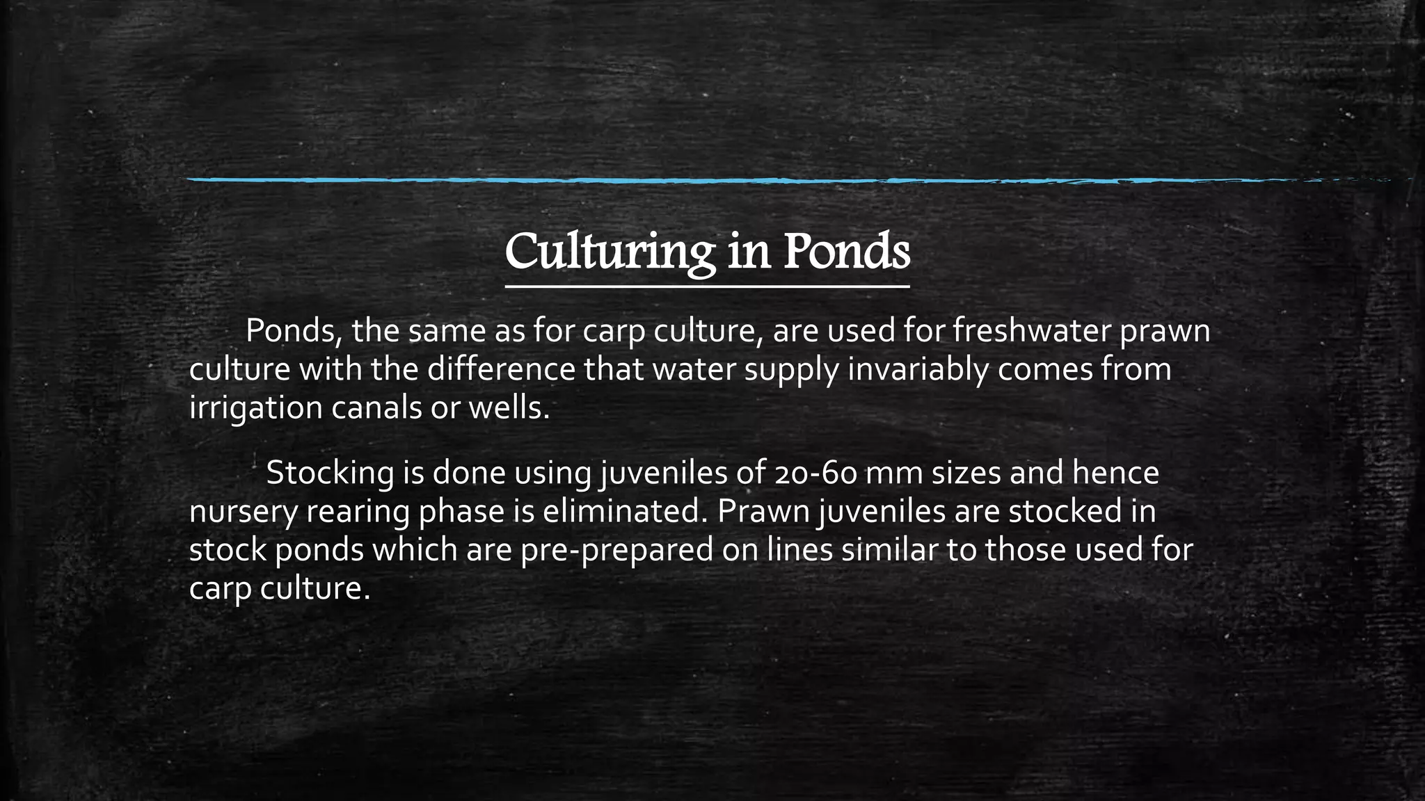 Prawn culture | PPTX