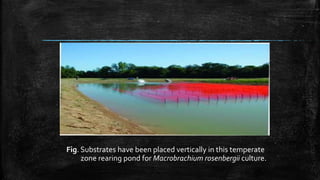 Prawn culture | PPTX