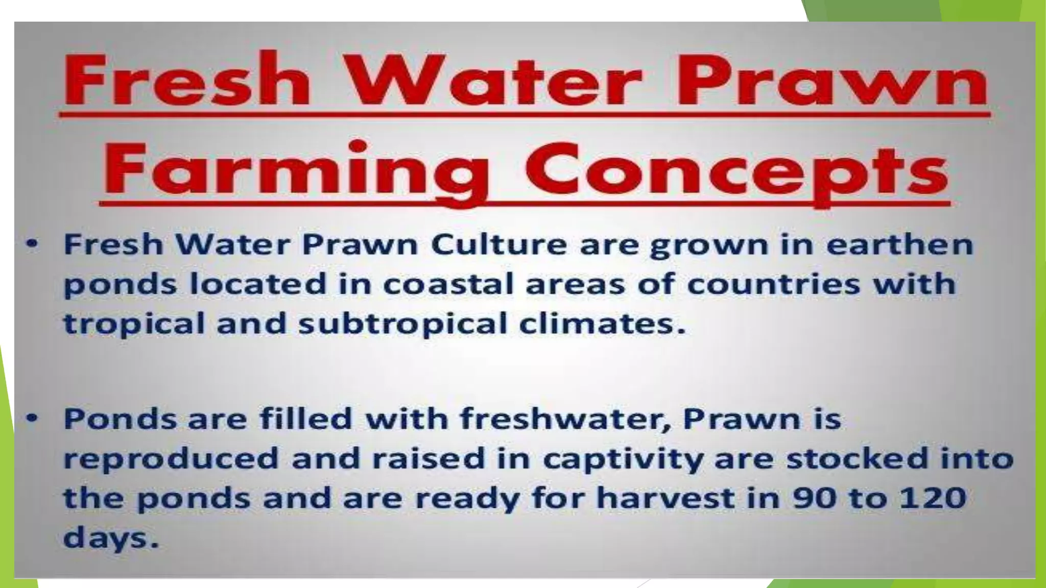 Prawn culture) | PPTX