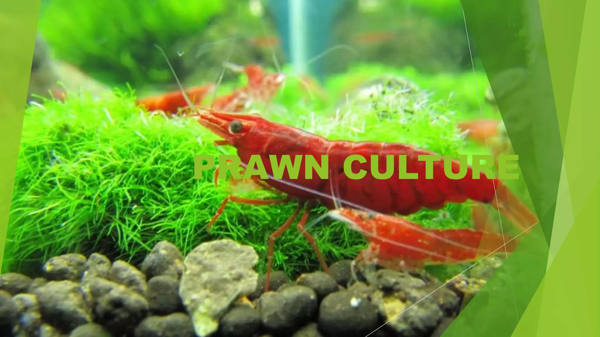 Prawn culture) | PPT