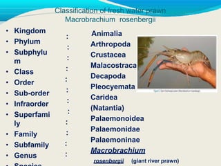 prawn culture main.pptx