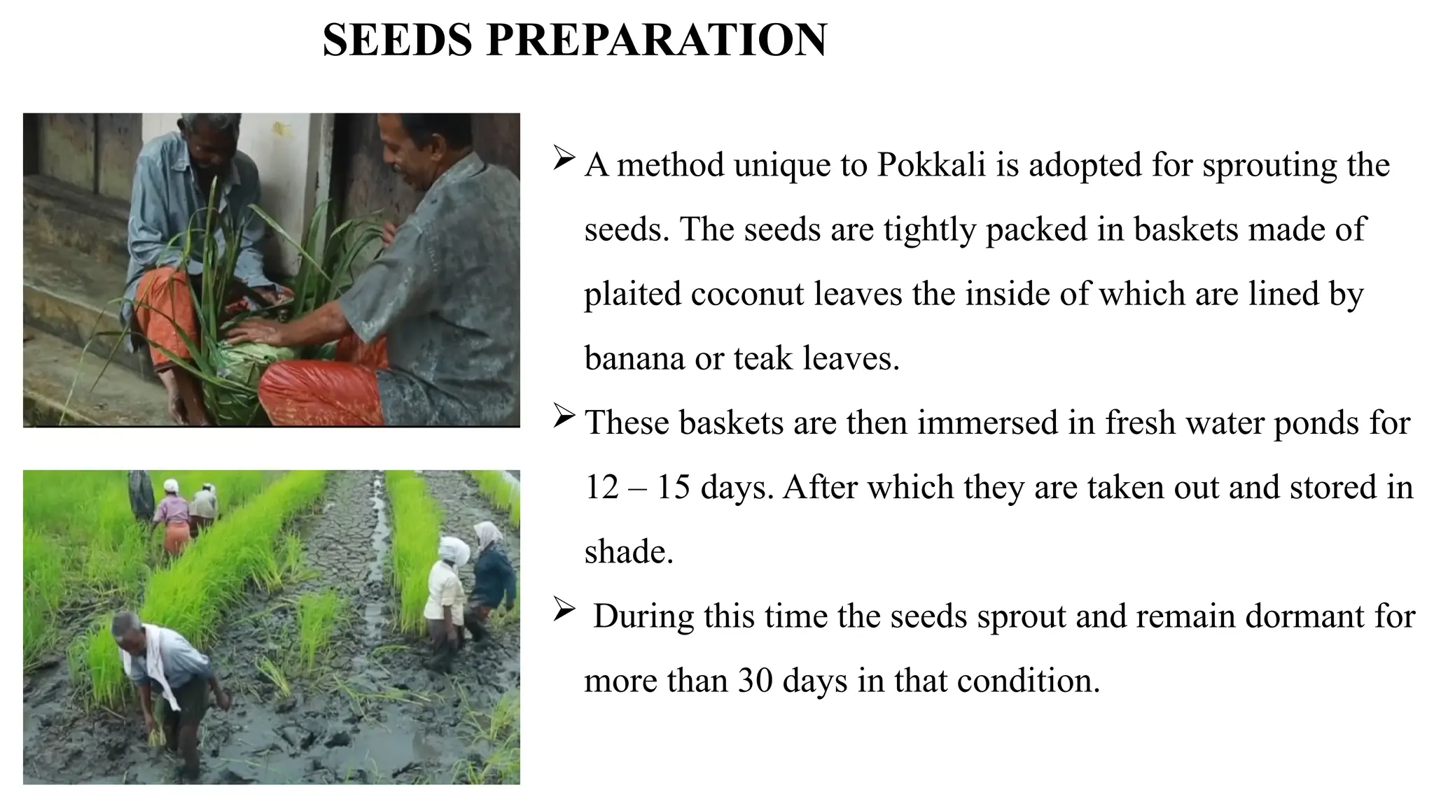 Prawn filtration system. also known by the name pokkalii cultivation | PPTX
