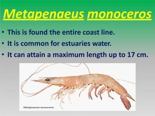 prawn.pptx