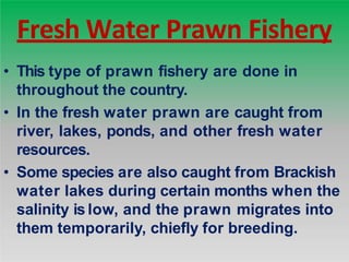 prawn.pptx
