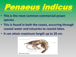 PRAWN FISHERY & DIFFERENT SPECIES OF PRAWN IN INDIA | PPTX