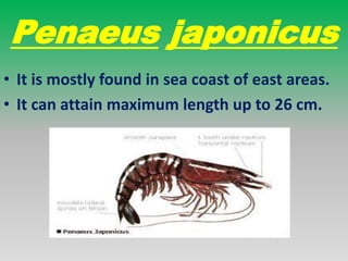 PRAWN FISHERY & DIFFERENT SPECIES OF PRAWN IN INDIA | PPTX