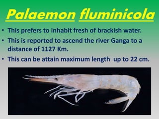 PRAWN FISHERY & DIFFERENT SPECIES OF PRAWN IN INDIA | PPTX