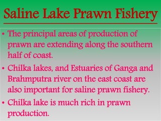 PRAWN FISHERY & DIFFERENT SPECIES OF PRAWN IN INDIA | PPTX