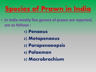 PRAWN FISHERY & DIFFERENT SPECIES OF PRAWN IN INDIA | PPTX