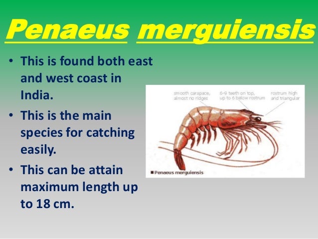 PRAWN FISHERY & DIFFERENT SPECIES OF PRAWN IN INDIA