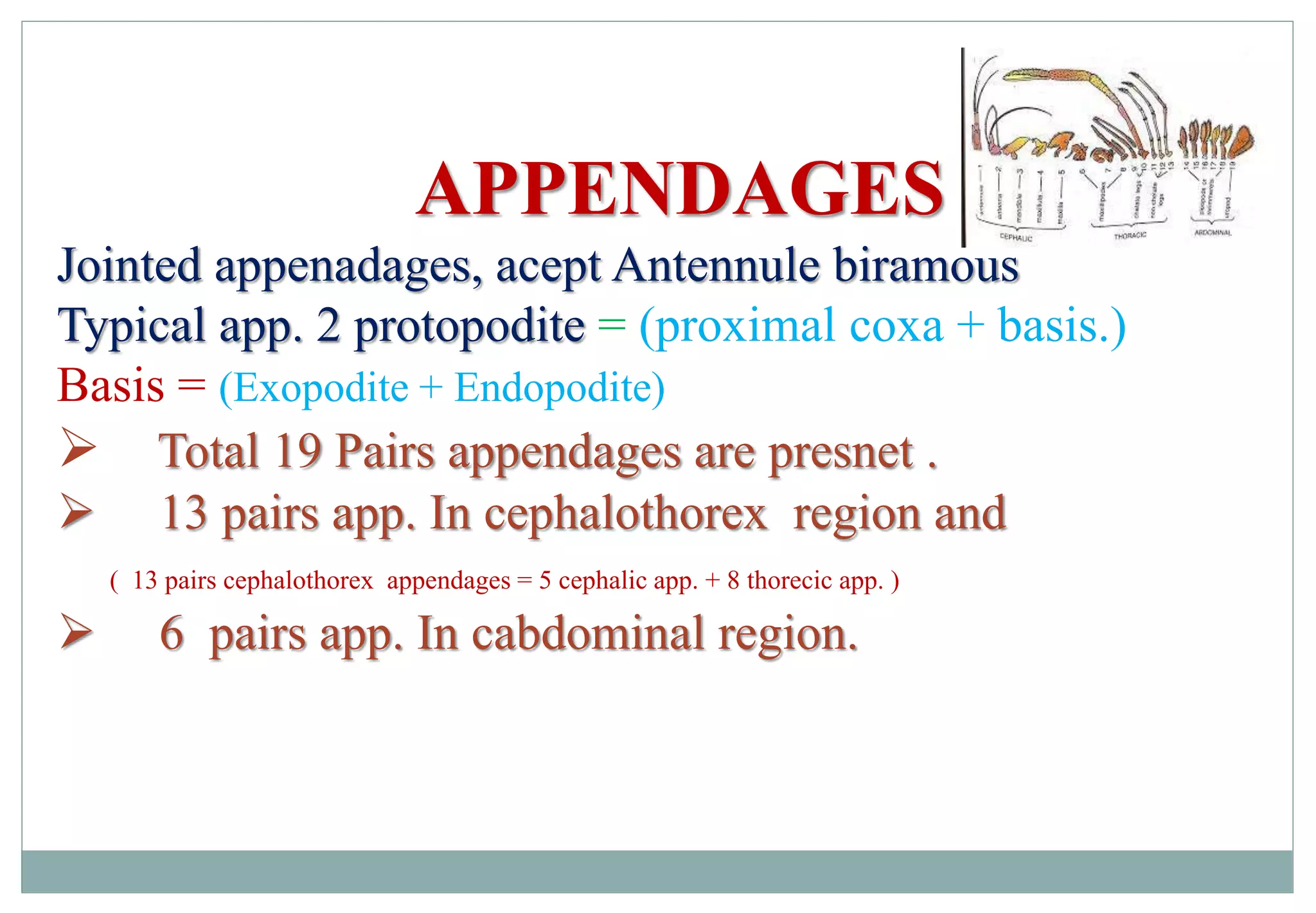 Study of Prawn (palaemon) | PPT