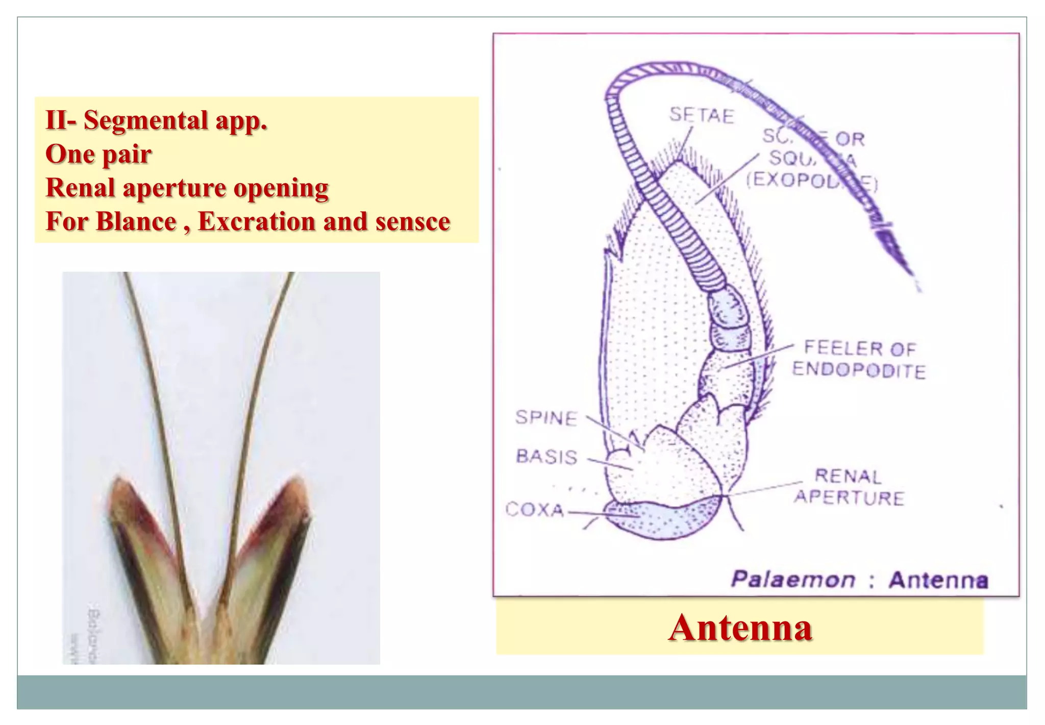 Study of Prawn (palaemon) | PPT