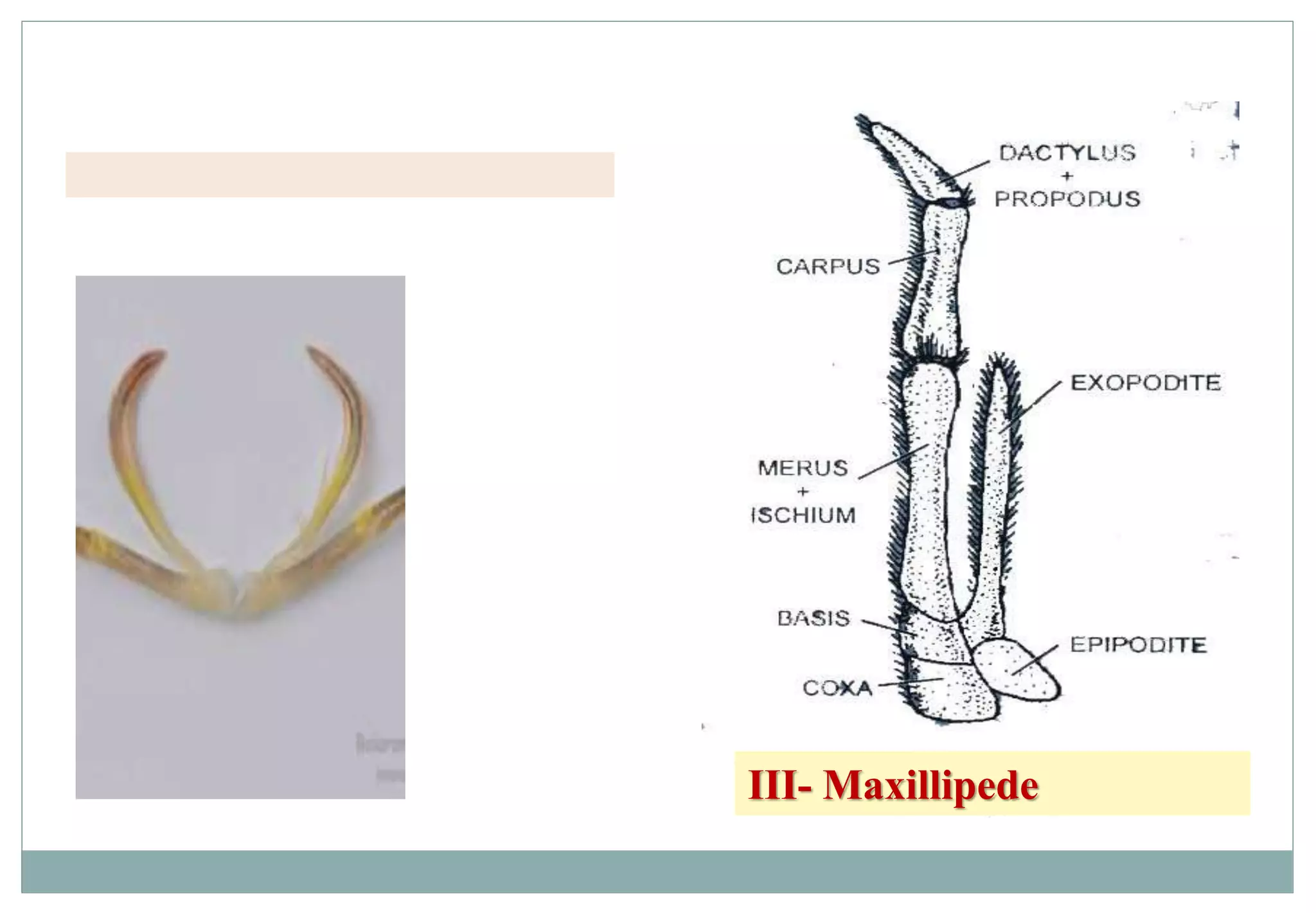 Study of Prawn (palaemon) | PPT