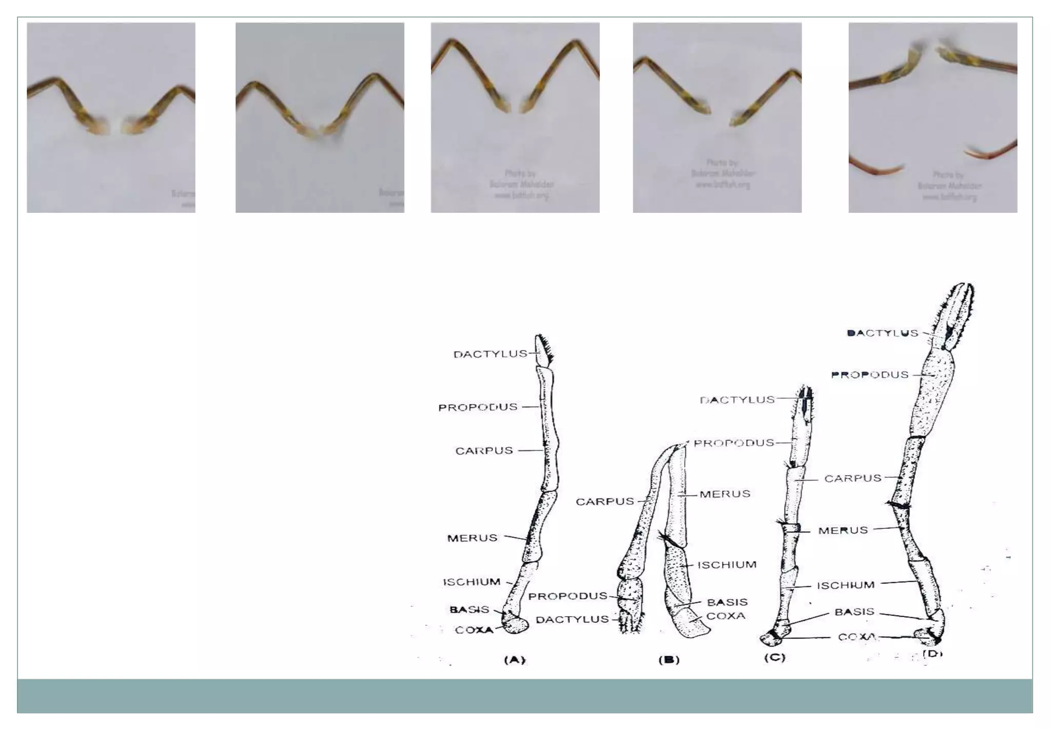 Study of Prawn (palaemon) | PPT