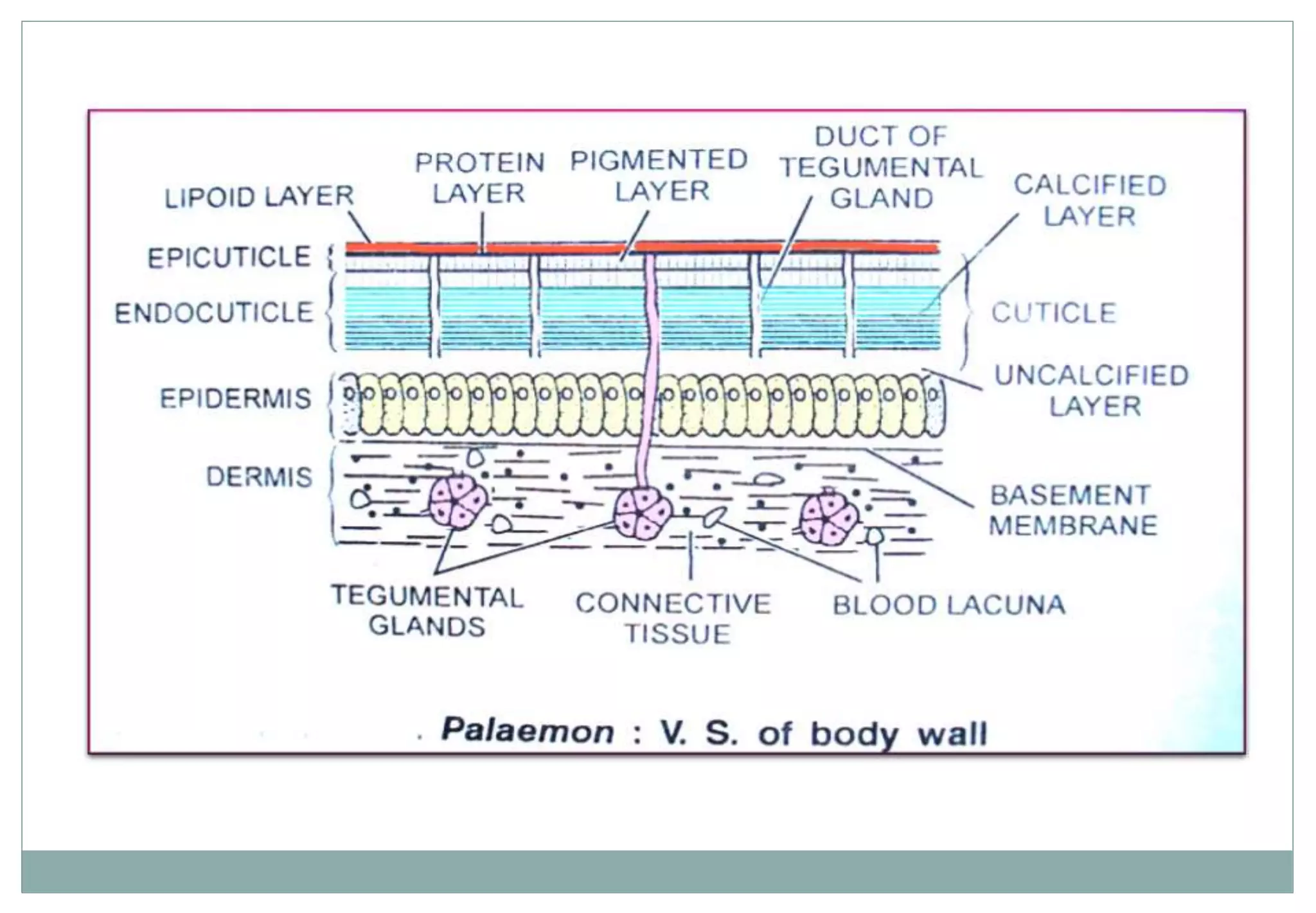 Study of Prawn (palaemon) | PPT
