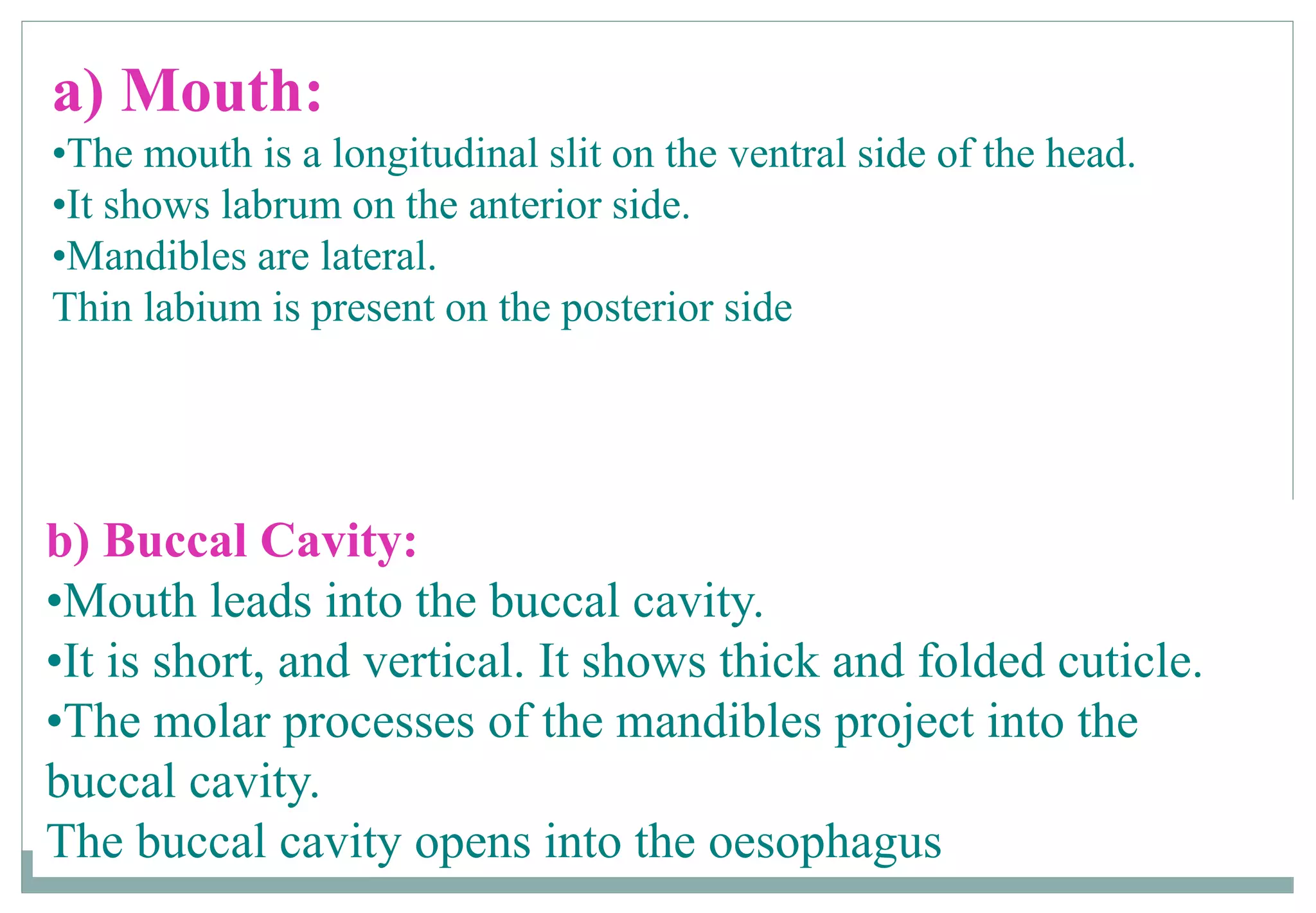 Study of Prawn (palaemon) | PPT
