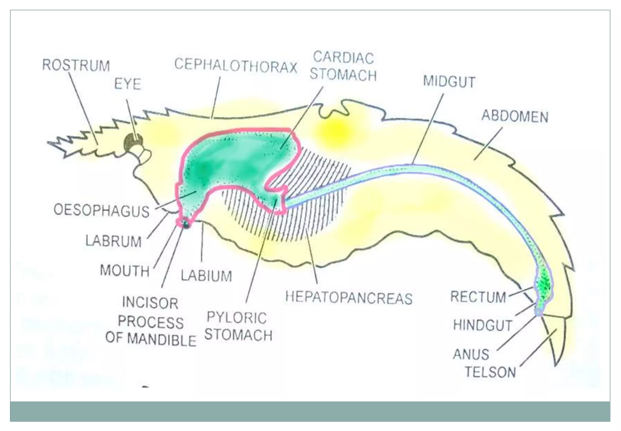Study of Prawn (palaemon) | PPT