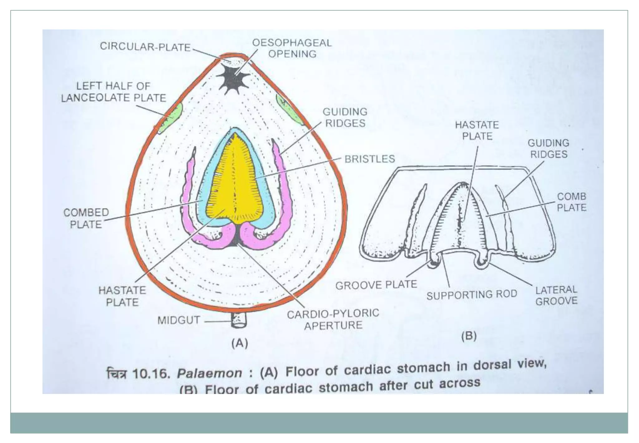 Study of Prawn (palaemon) | PPT