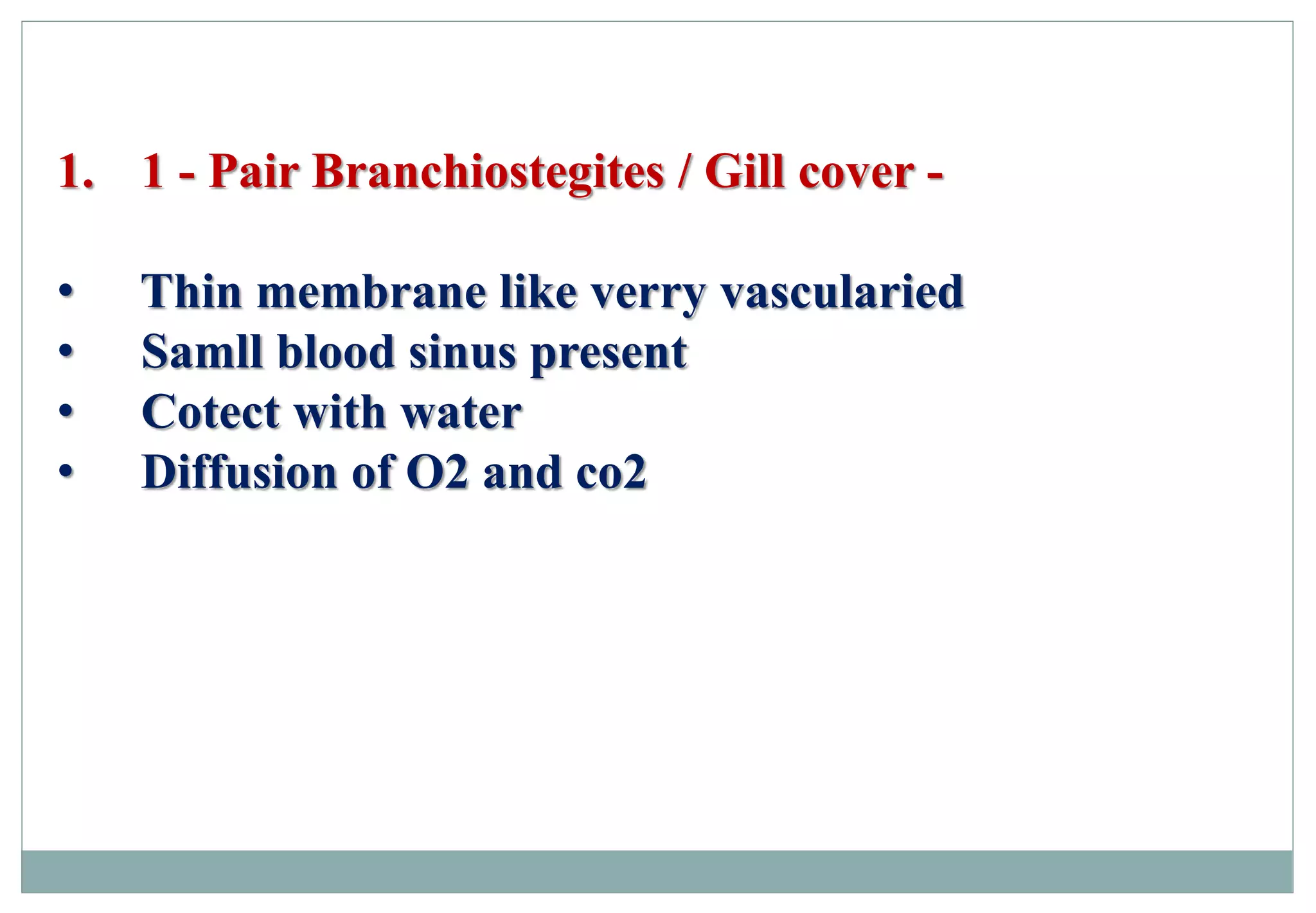 Study of Prawn (palaemon) | PPT