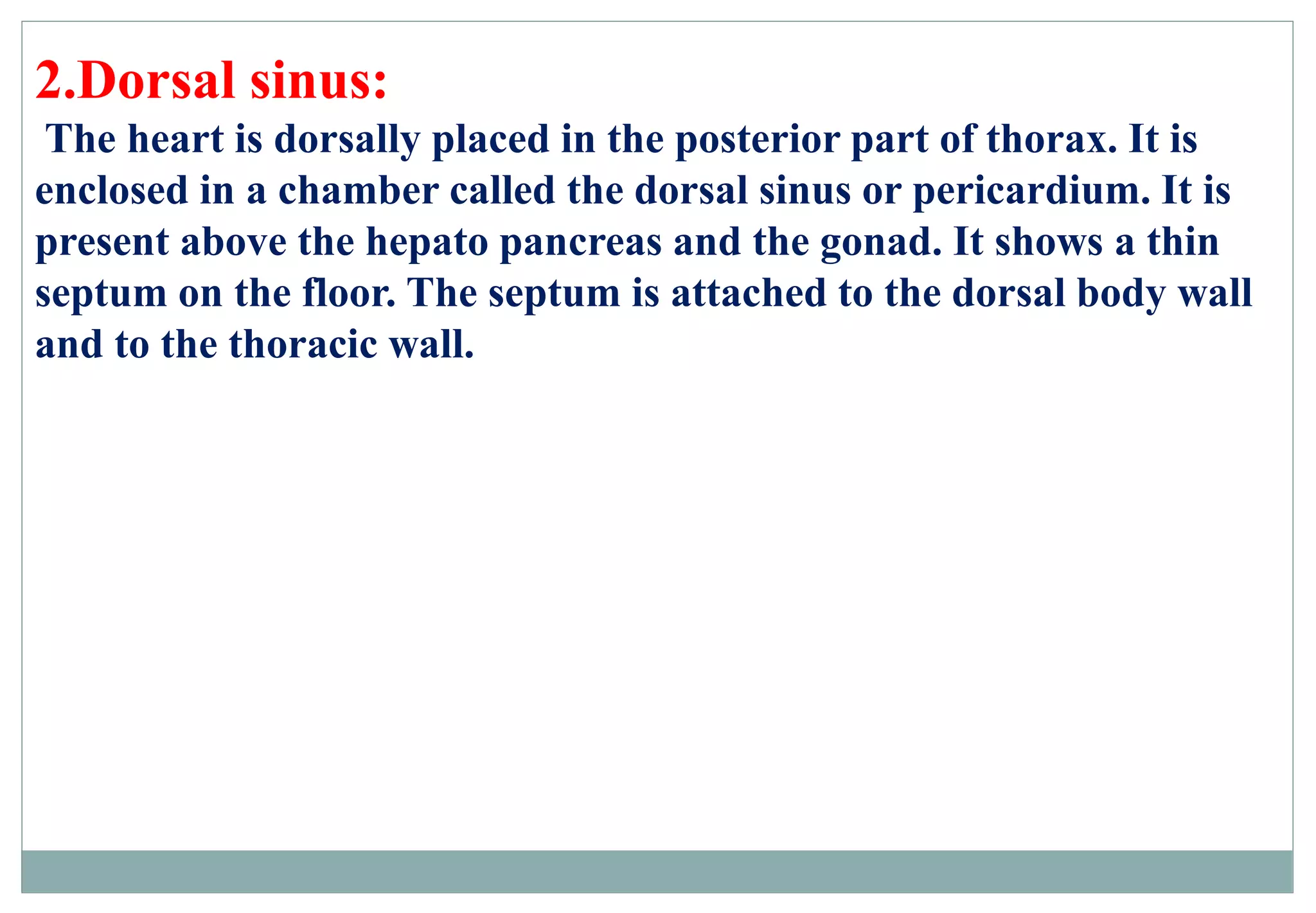 Study of Prawn (palaemon) | PPT