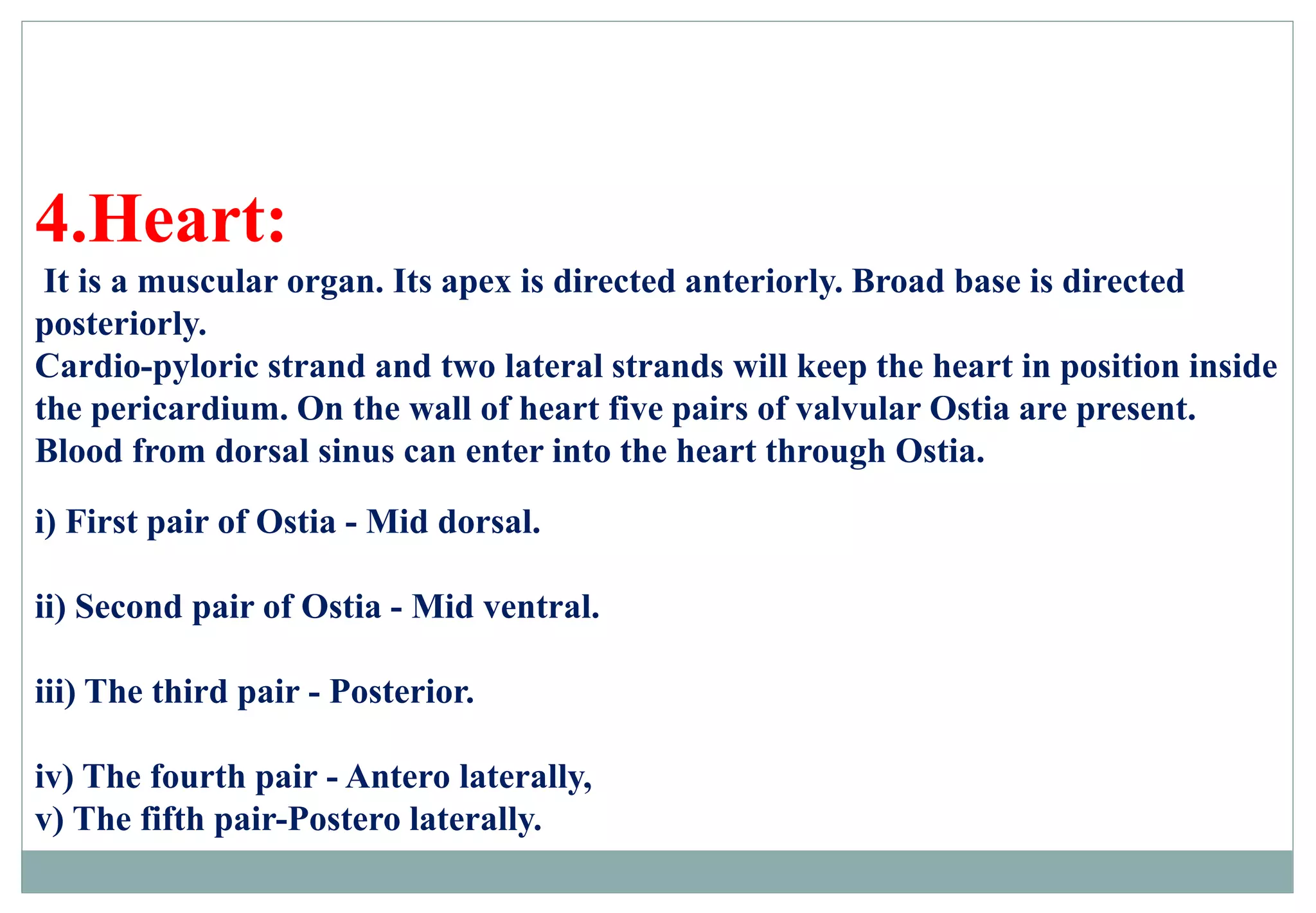 Study of Prawn (palaemon) | PPT