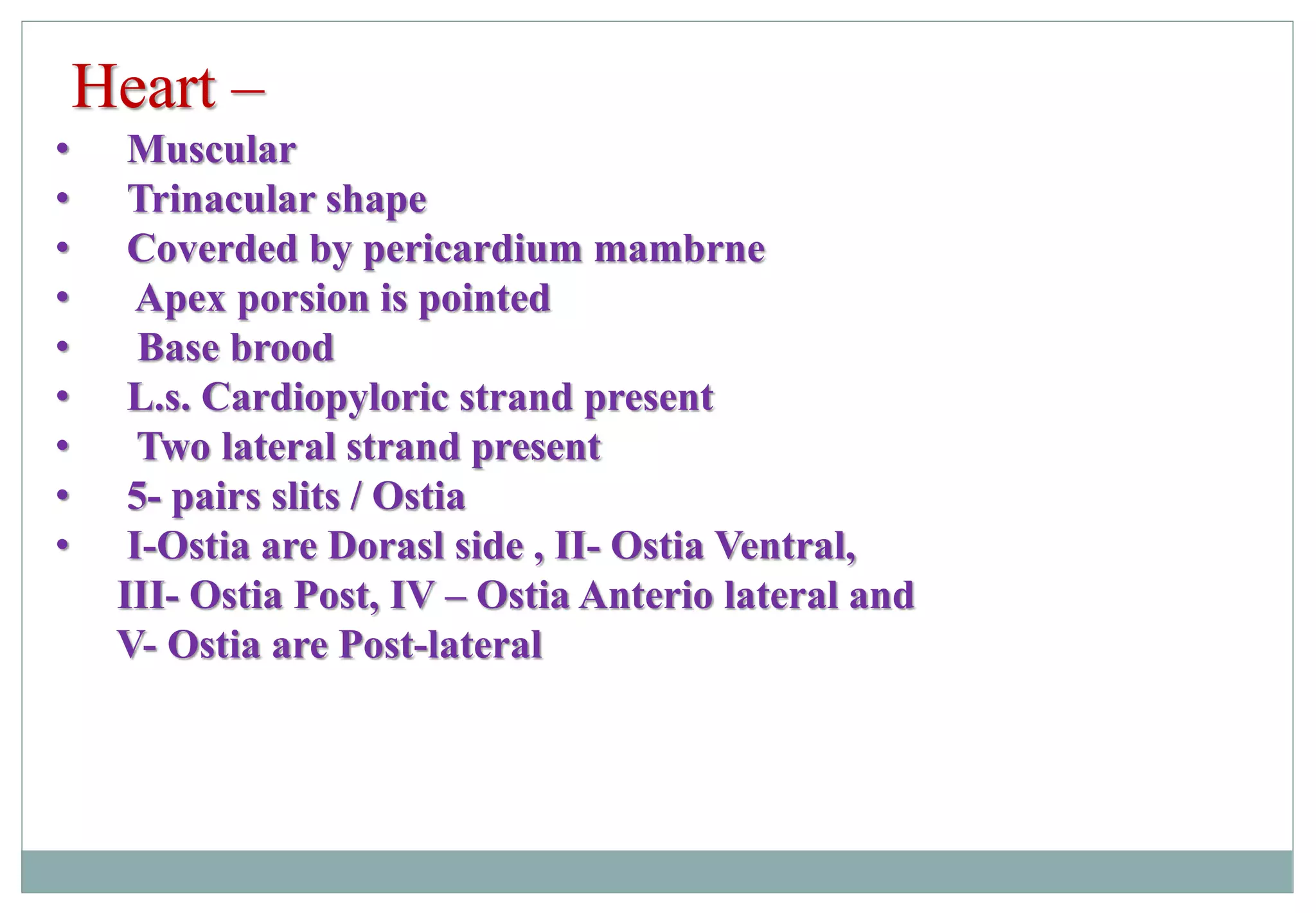 Study of Prawn (palaemon) | PPT