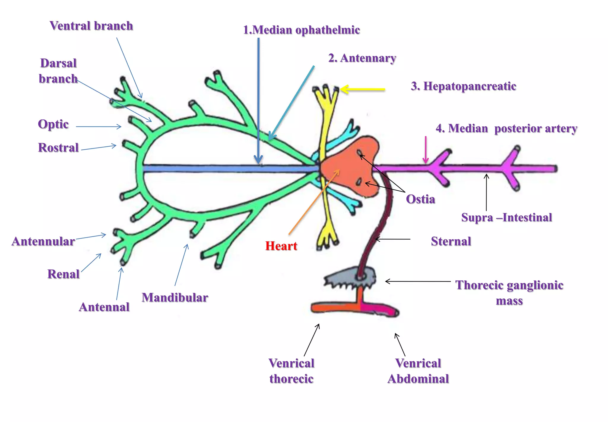 Study of Prawn (palaemon) | PPT