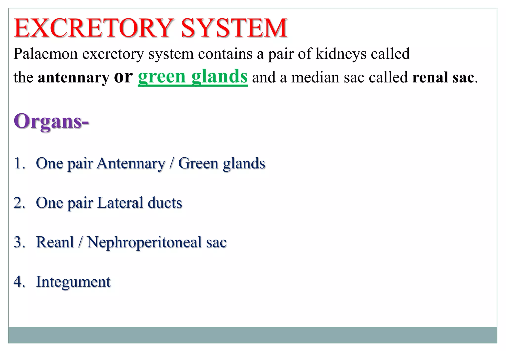Study of Prawn (palaemon) | PPT