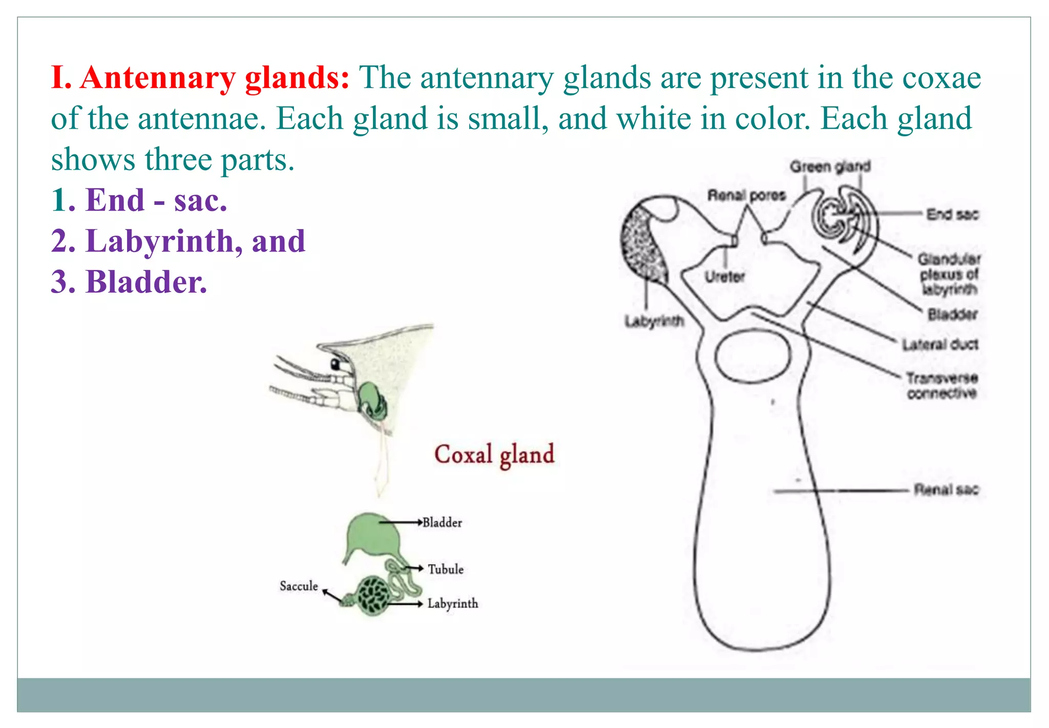 Study of Prawn (palaemon) | PPT