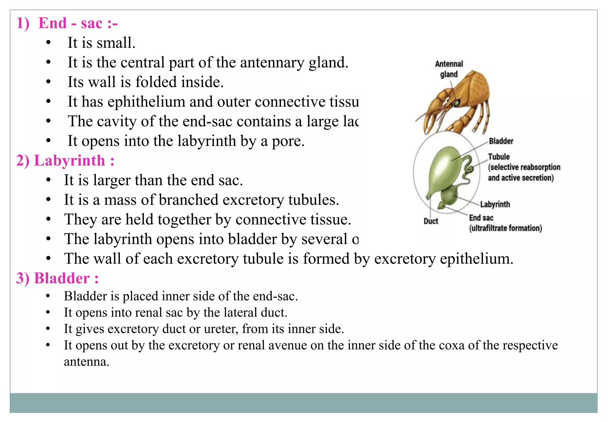 Study of Prawn (palaemon) | PPT