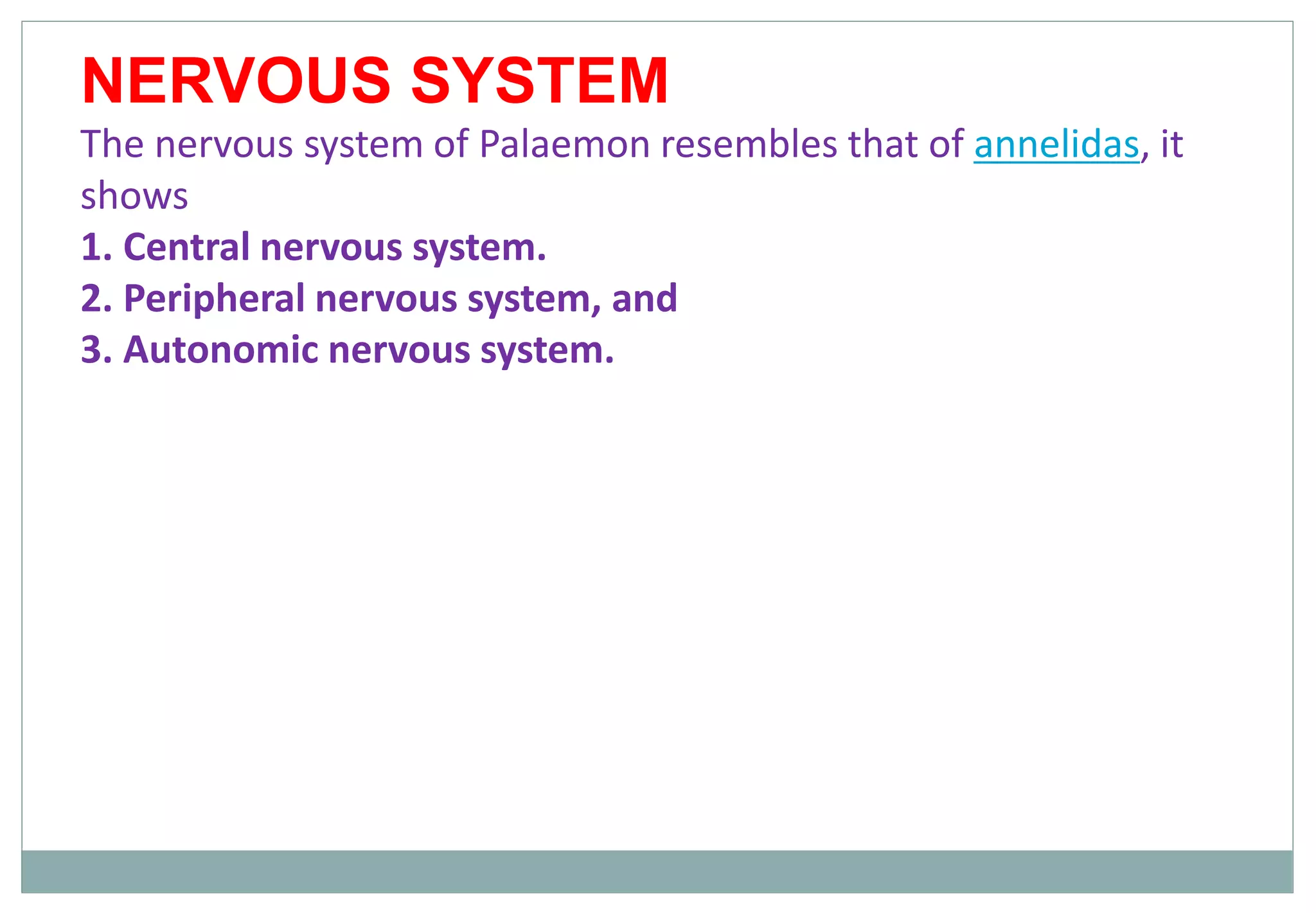 Study of Prawn (palaemon) | PPT