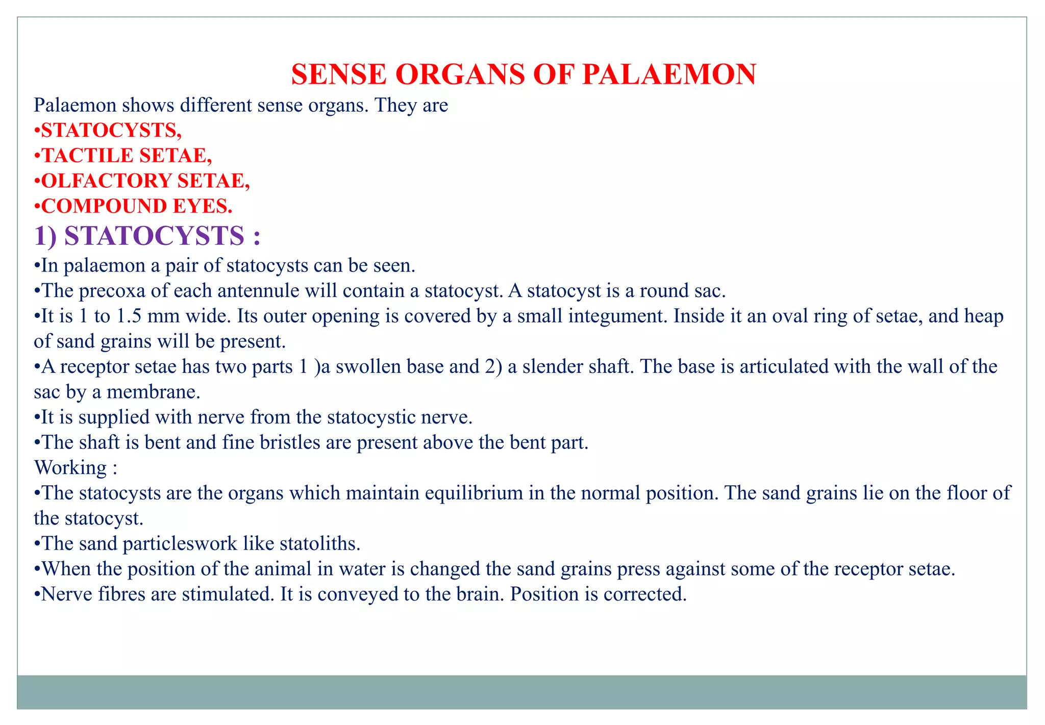 Study of Prawn (palaemon) | PPT