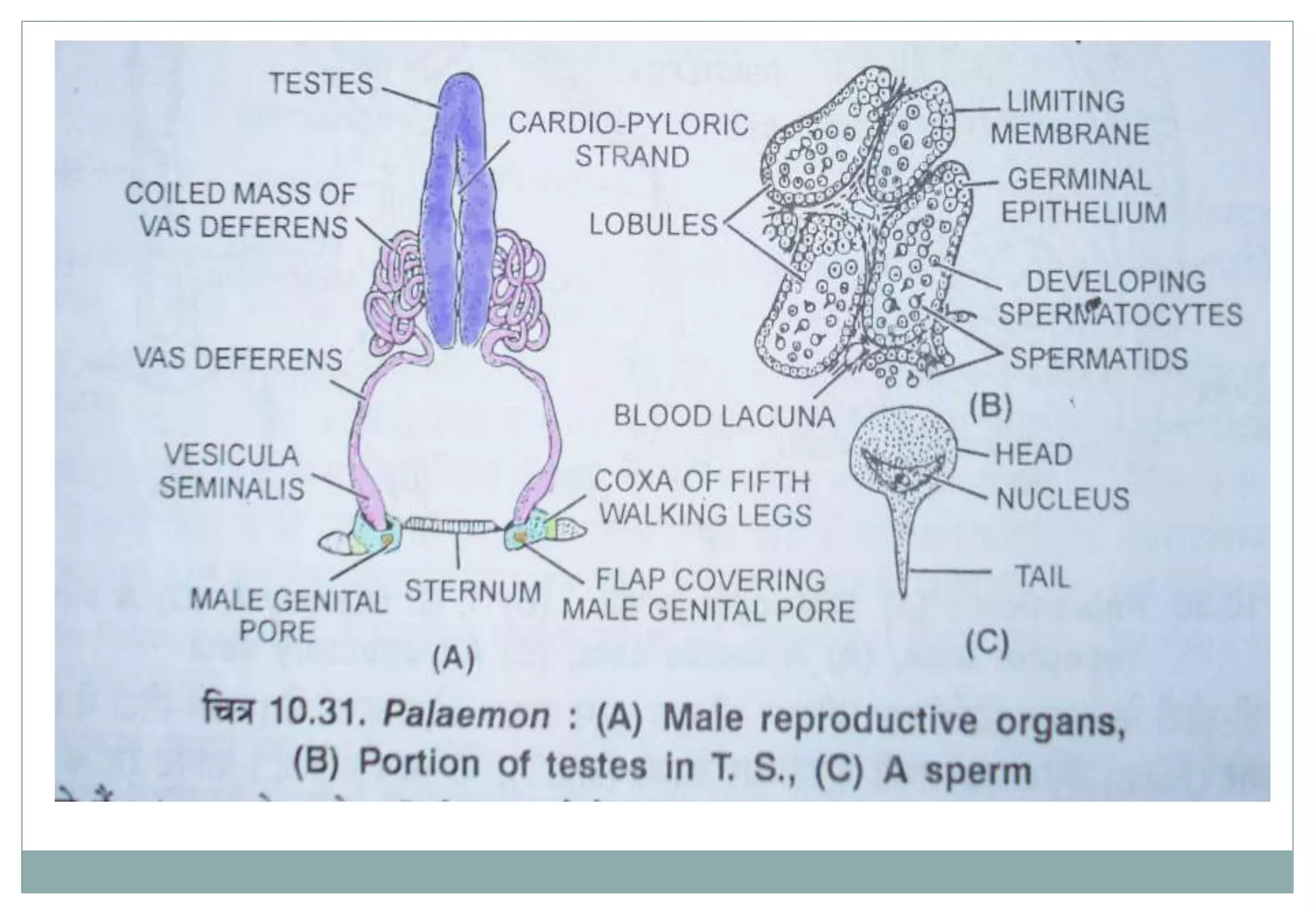 Study of Prawn (palaemon) | PPT